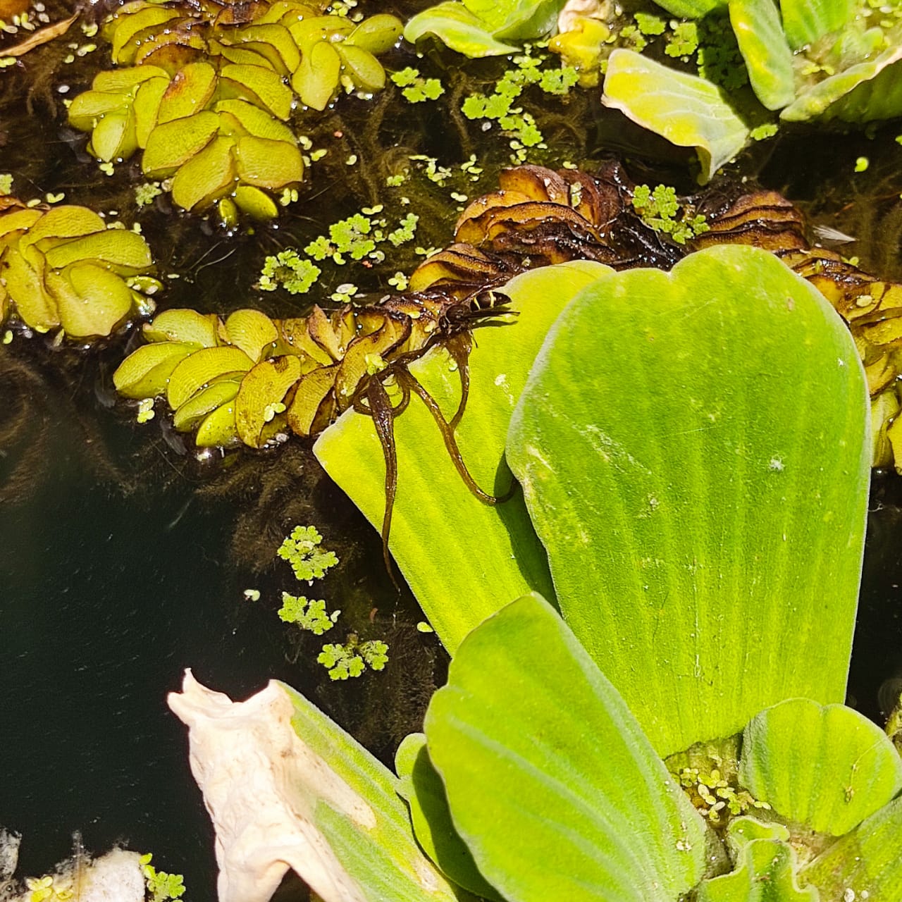 ¿Cómo construir un humedal para el tratamiento del agua residual? - Blog
